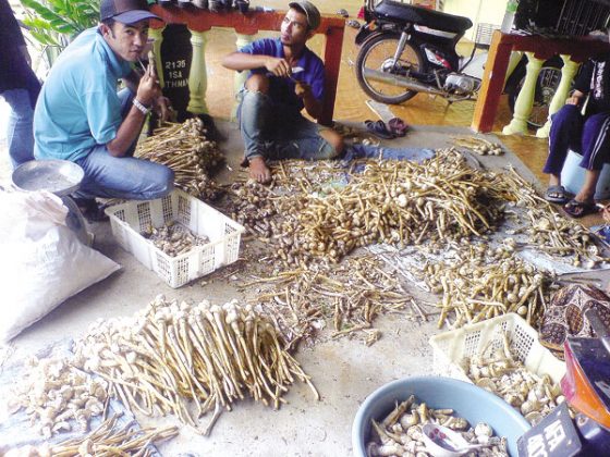 Cendawan Busut : Renjer Sungai (Mohd Saiful Bin Isa) | menarikdi.com