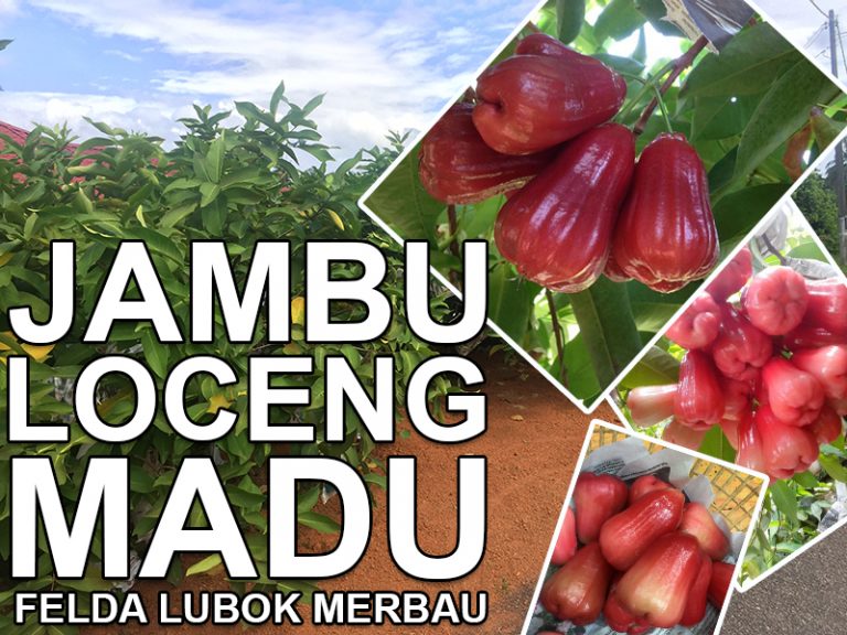 Jambu Loceng Madu | menarikdi.com