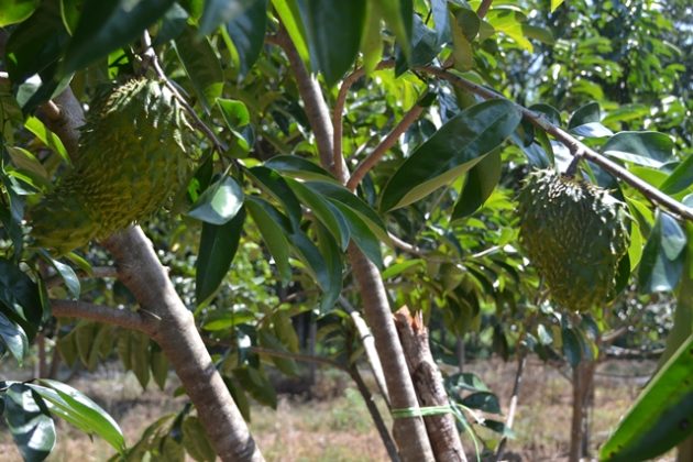 Durian Belanda Farm | menarikdi.com