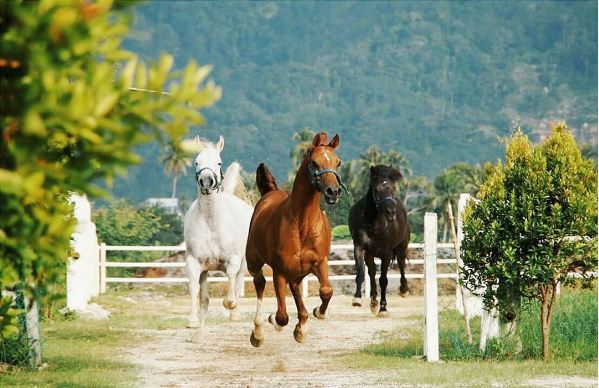 Countryside Stables Penang | menarikdi.com